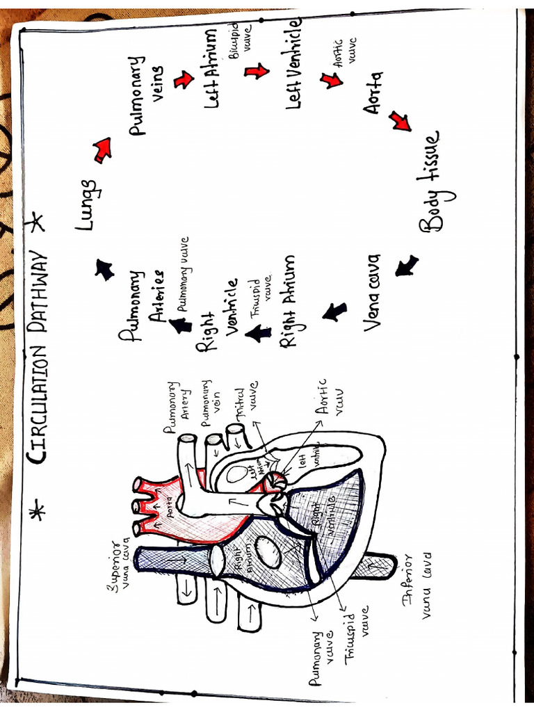 Blood Circulation Pdf