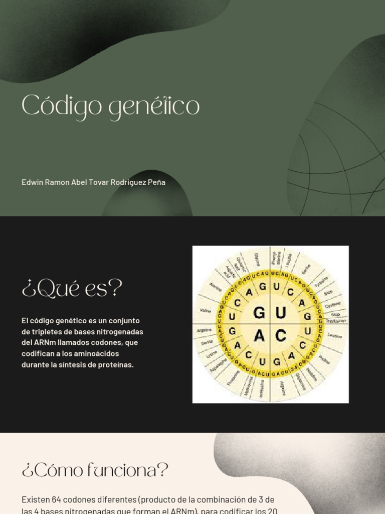 Funcionamiento del Código Genético | PDF