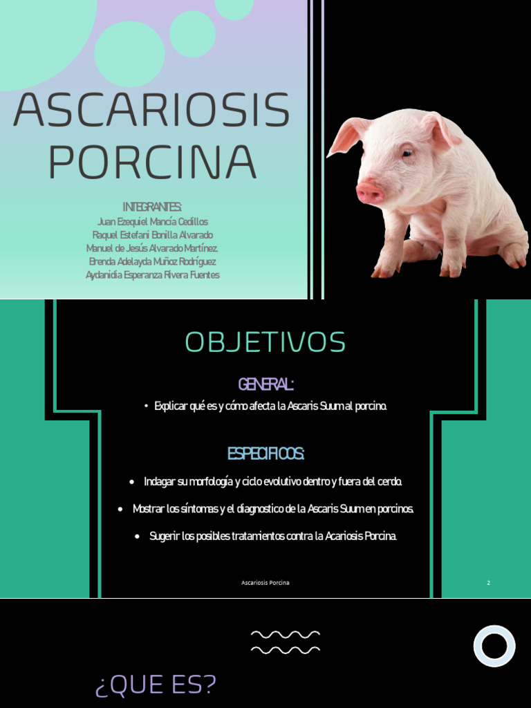 Ascariosis Porcina: Impacto y Tratamientos | PDF | Nematodo | Diarrea