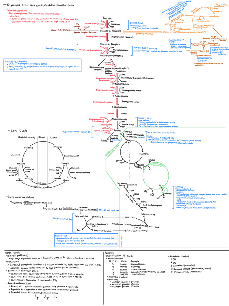 Biochem Metabolism Pathways | PDF