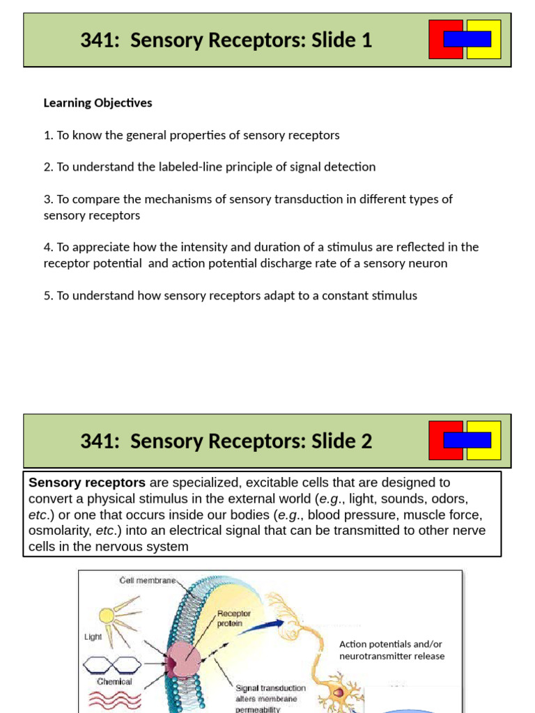 Understanding Sensory Receptors | PDF | Taste | Stimulus (Physiology)