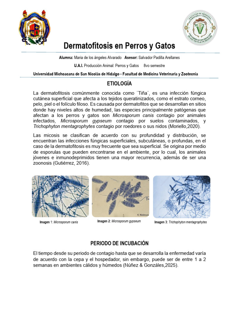 Dermatofitosis en Perros y Gatos | PDF | Microbiología | Inmunología
