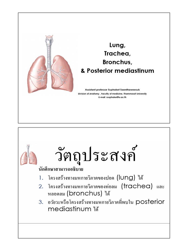 Power Point Lung, Trachea, Bronchus and Posterior Mediastinum 2023 | PDF | Lung | Respiratory Tract