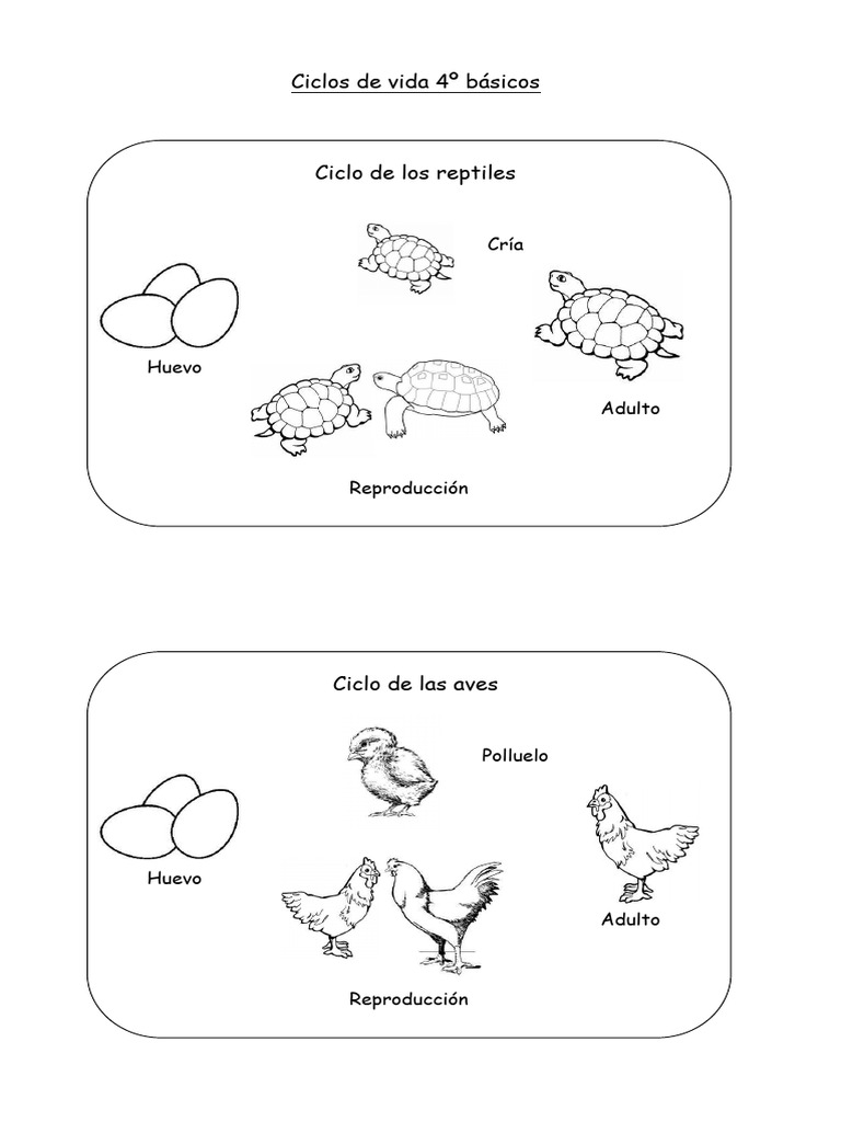 GP4 Ciclos de Vida | PDF