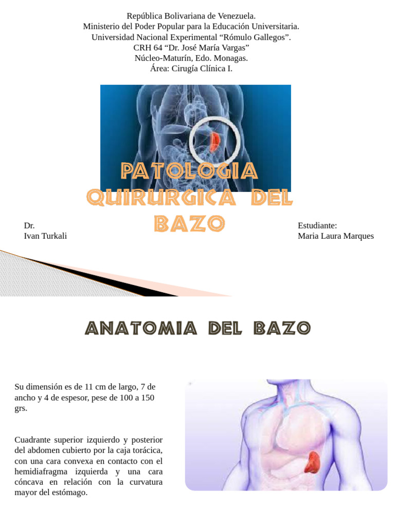 Anatomía y Patologías del Bazo | PDF | Bazo | Especialidades Medicas