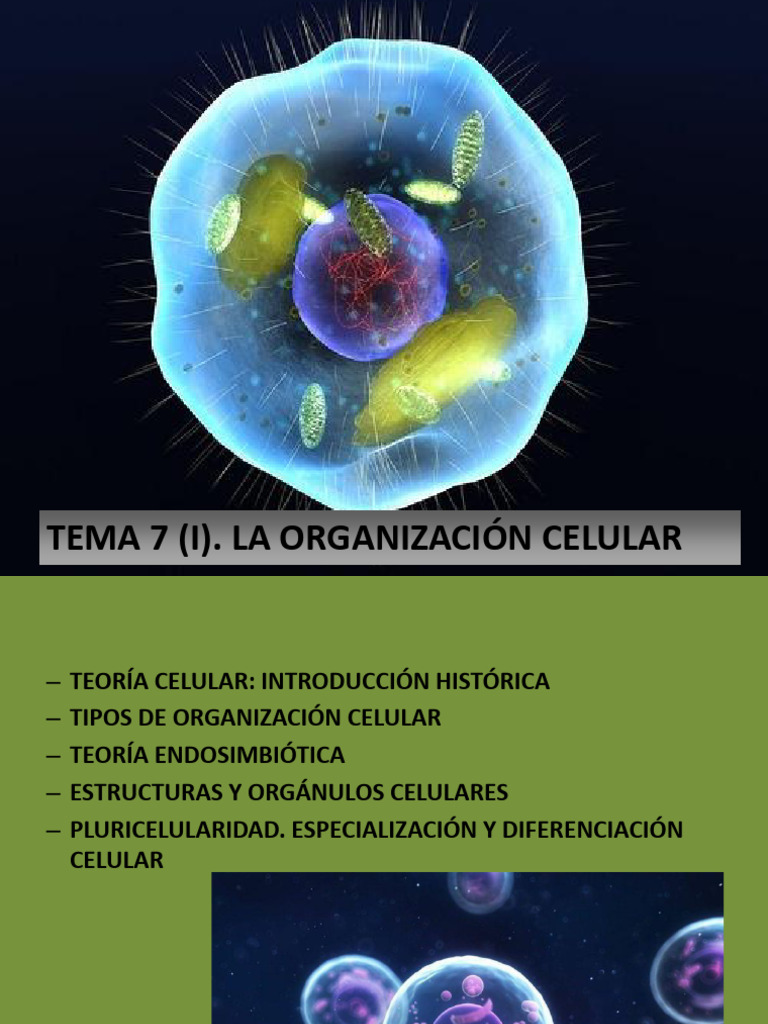 T07 (I) - La Organización Celular | PDF | Biología Celular) | Membrana celular