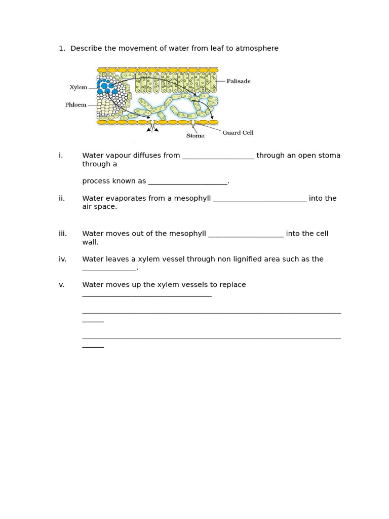 Transport in Plants Worksheet | PDF
