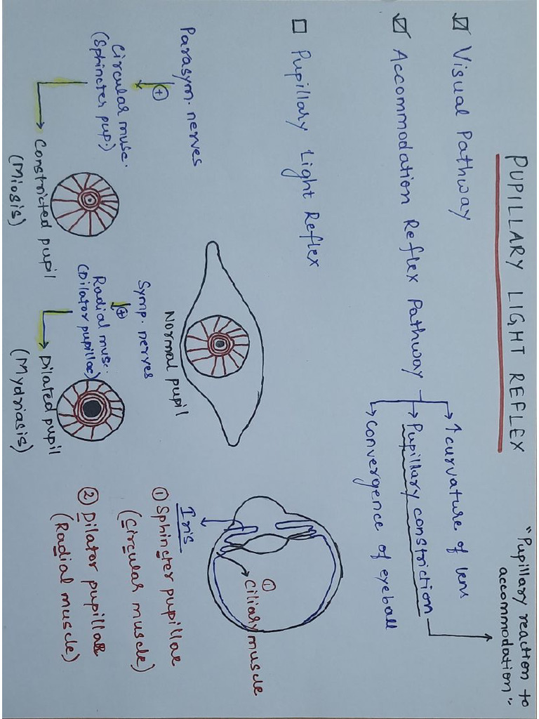 Pupillary Light Reflex - Special Senses Physiology | PDF