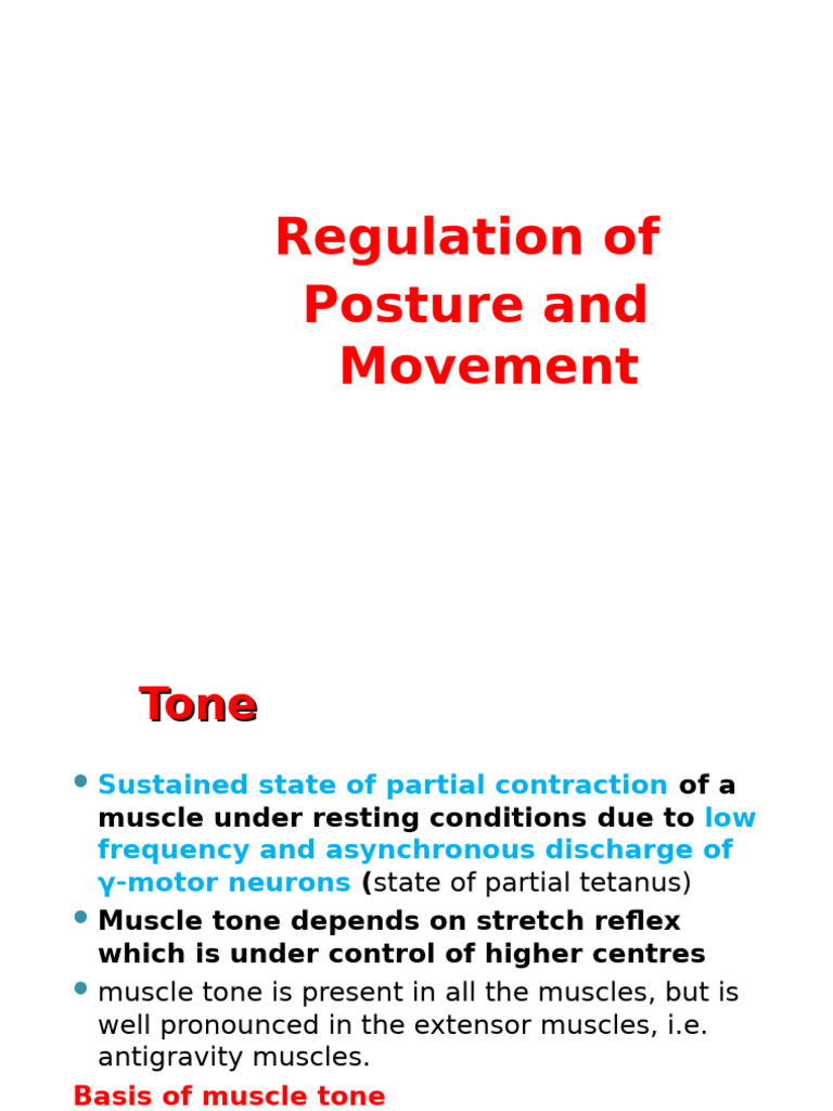 Regulation of Posture & Movement | PDF | Motor Neuron | Cerebellum