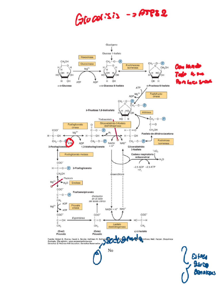 25 Esquema Carboh | PDF