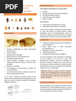 Ácaros del polvo: Dermatophagoides y Euroglyphus | PDF | Alergia