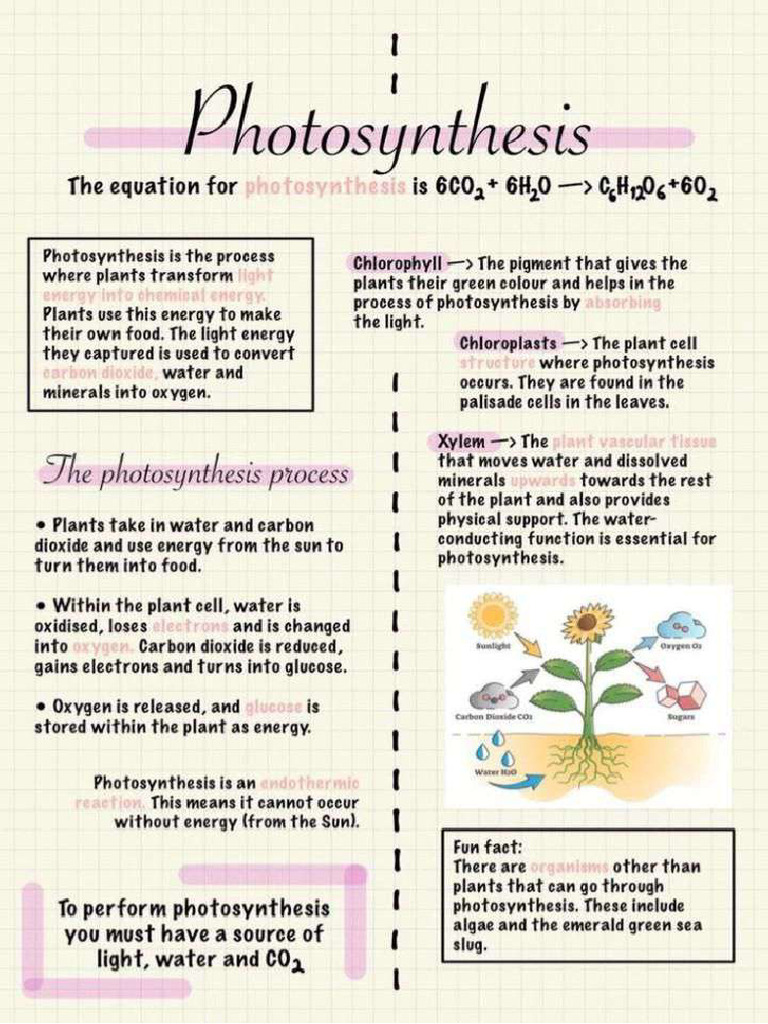 Photosynthesis ? | PDF