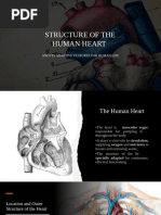 Human Heart Structure Overview | PDF