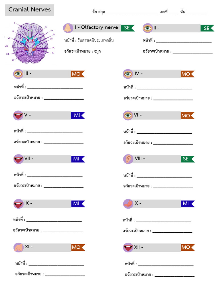 Worksheet On Cranial Nerves For Reviewing The Lesson Content | PDF