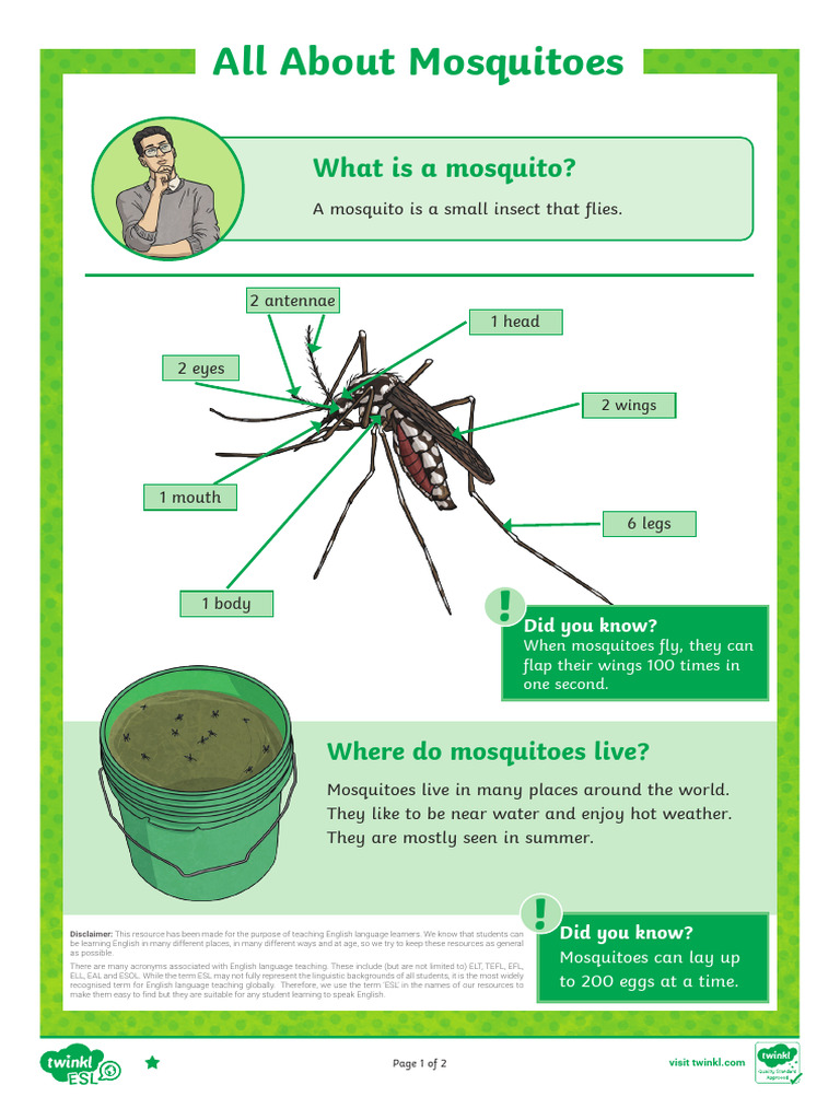 All About Mosquitoes Reading Comprehension Easy Ability | PDF | English ...