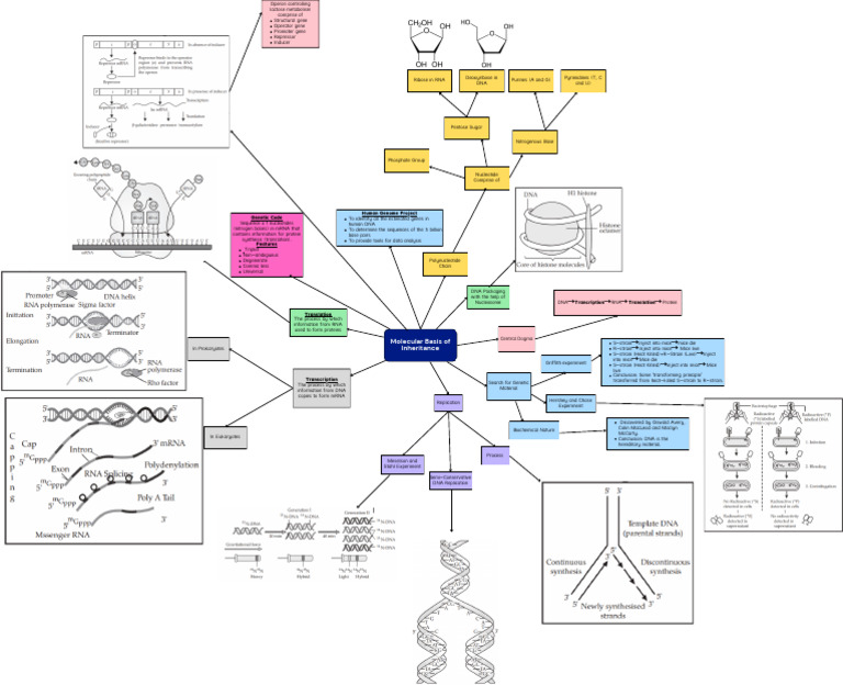 Molecular Basis of Inheritance Mind Map | PDF | Dna | Gene