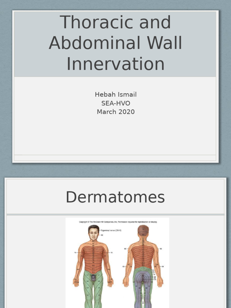 8 Thoracic and Abdominal Wall Innervation | PDF