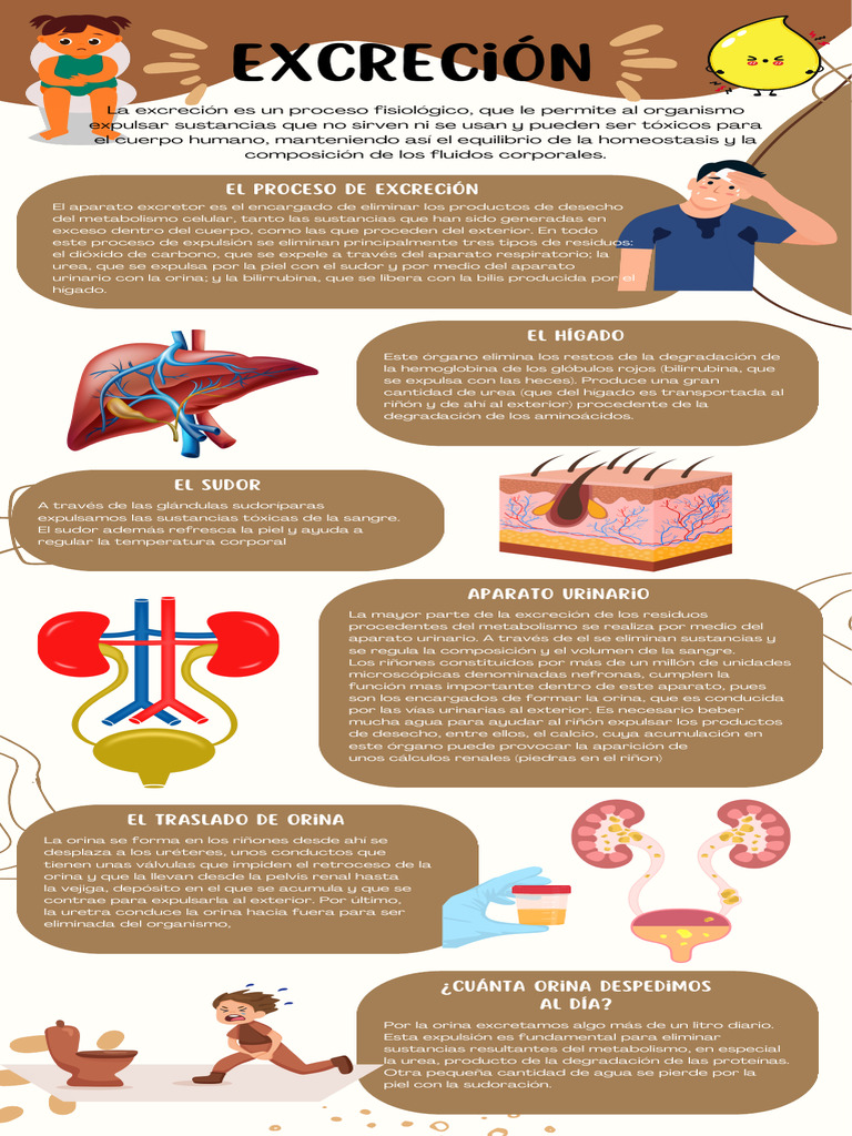 Proceso de Excreción en el Cuerpo Humano | PDF | Sistema urinario ...