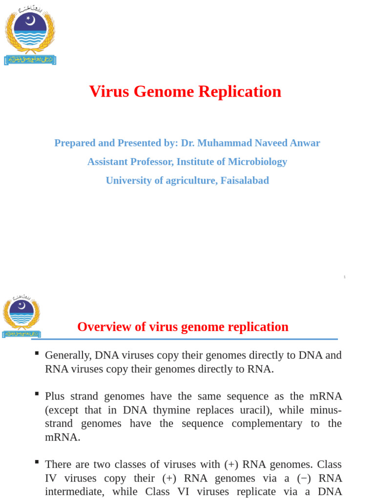 Virus Genome Replication Overview | PDF | Dna Replication | Dna