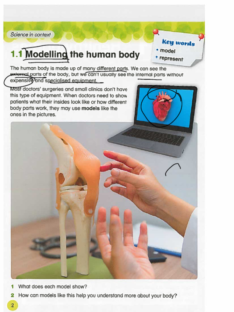 Bell Jar Model of Breathing Mechanics | PDF | Breathing | Lung
