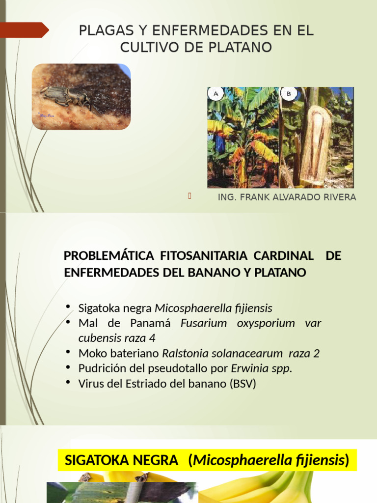 Plagas y Enfermedades del Plátano | PDF | Patologia de planta | Control ...