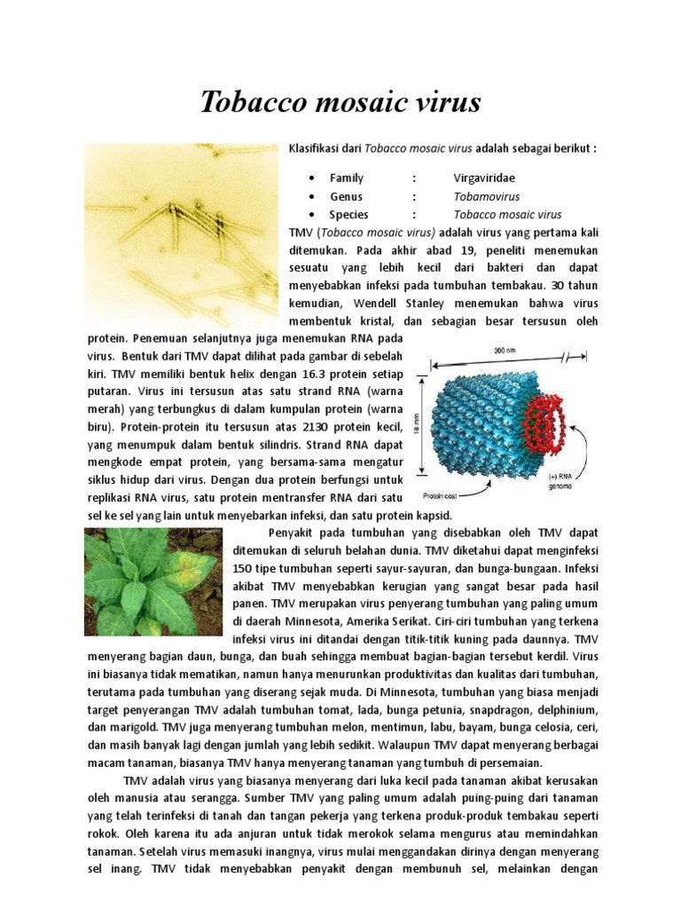 Tobacco Mosaic Virus