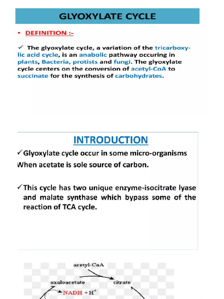 Glyoxylate Cycle | PDF