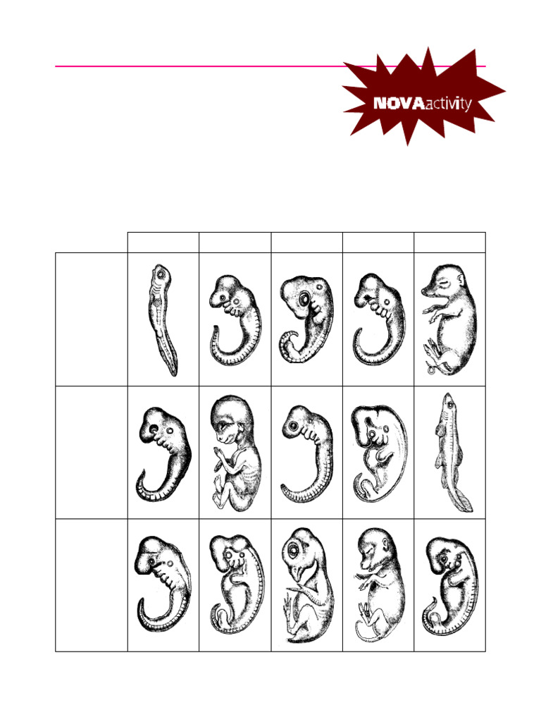 Nova Embryology Activity | PDF