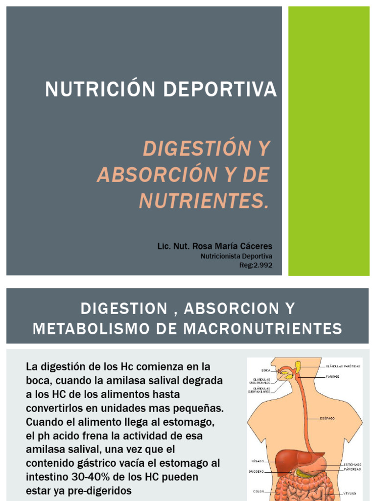 Digestion y Absorcion de Nutrientes | PDF | Digestión | Glucógeno