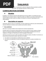 Anatomie du Diencéphale: Thalamus et Épithalamus | PDF | Hypophyse ...