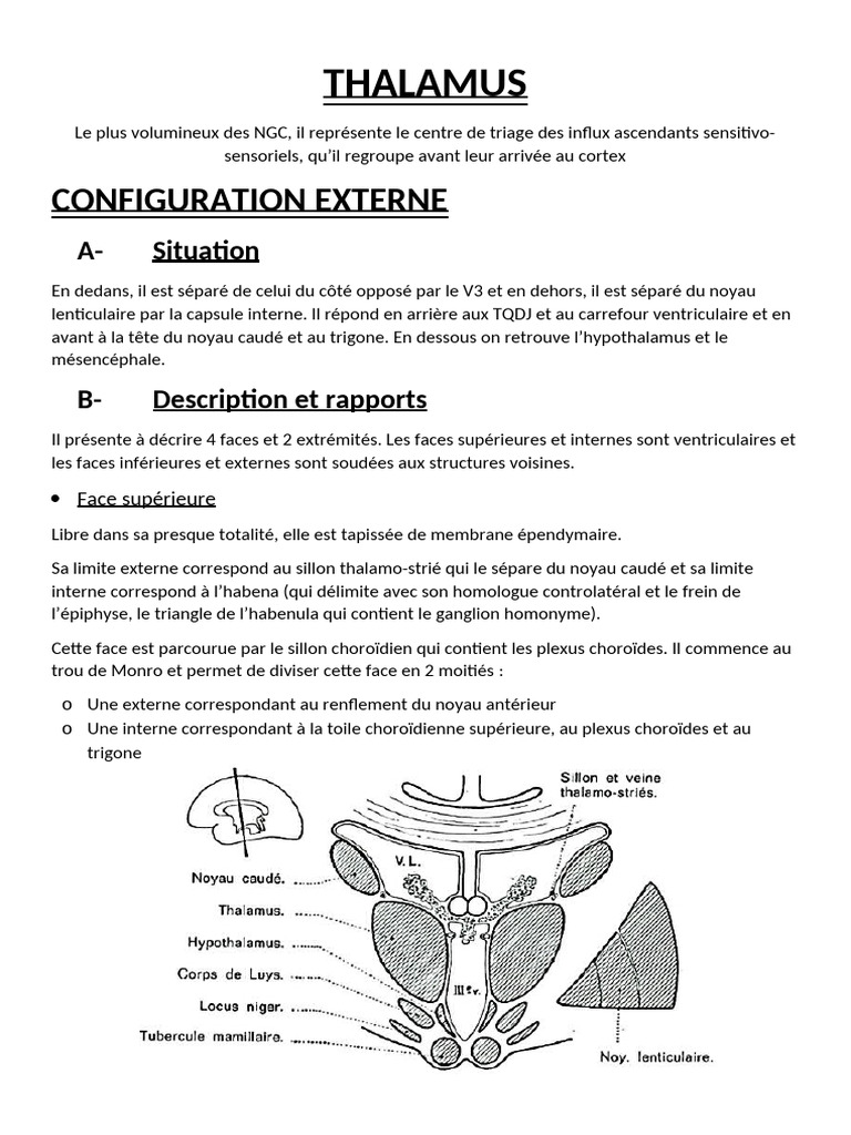 Anatomie et Fonction du Thalamus | PDF | Thalamus | Cortex cérébral