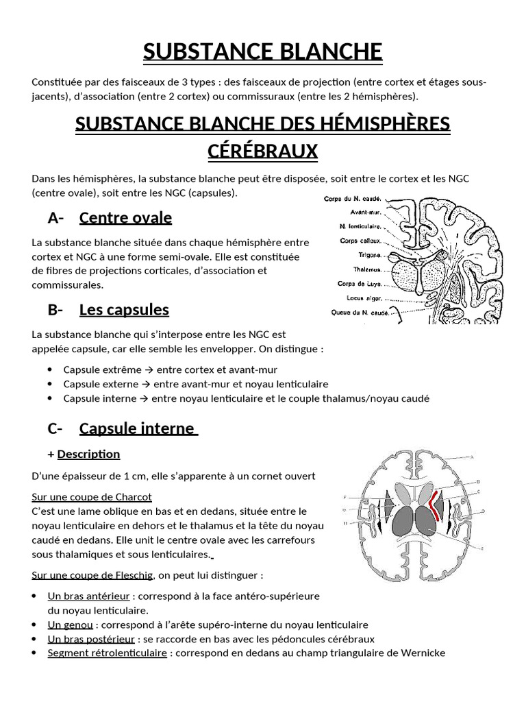 Anatomie de la capsule interne cérébrale | PDF | Thalamus | Hippocampe ...
