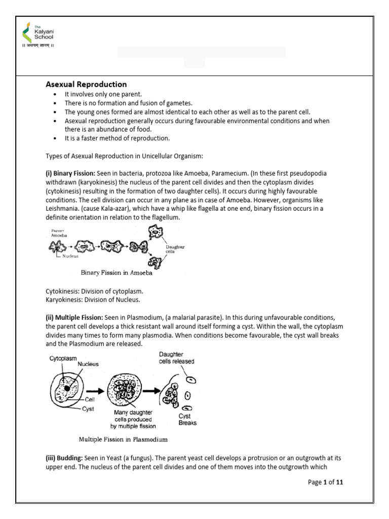Biology Reproduction Notes | PDF | Flowers | Fertilisation