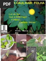 Filotaxia | PDF | Folha | Morfologia vegetal
