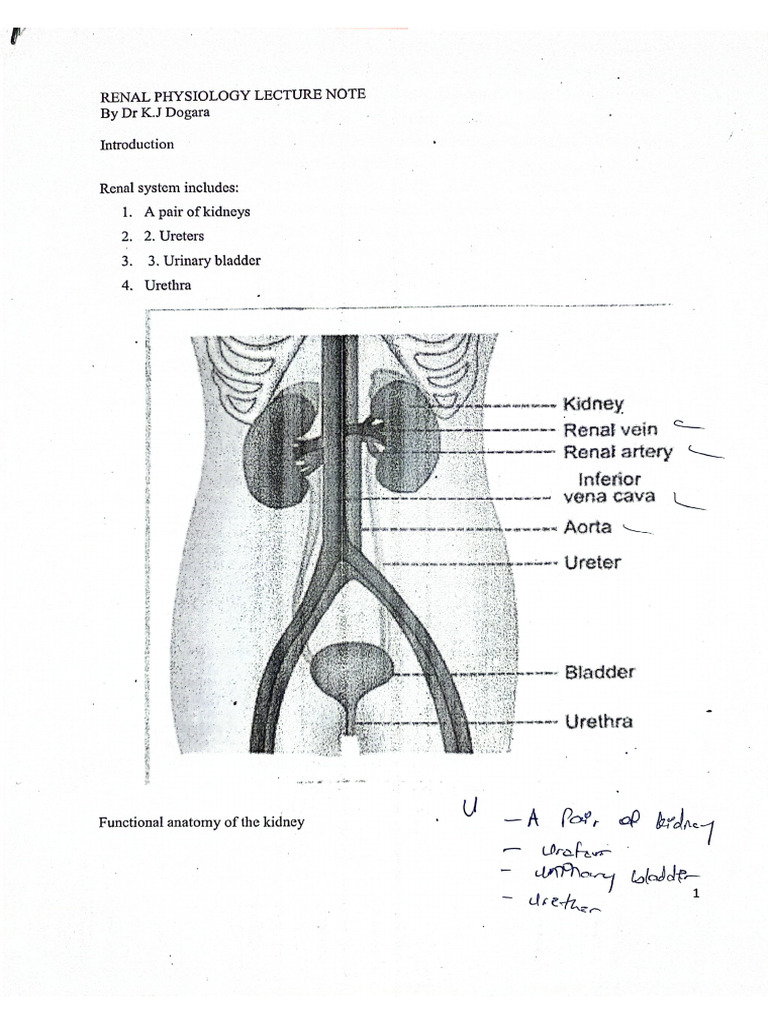Renal Physiology | PDF