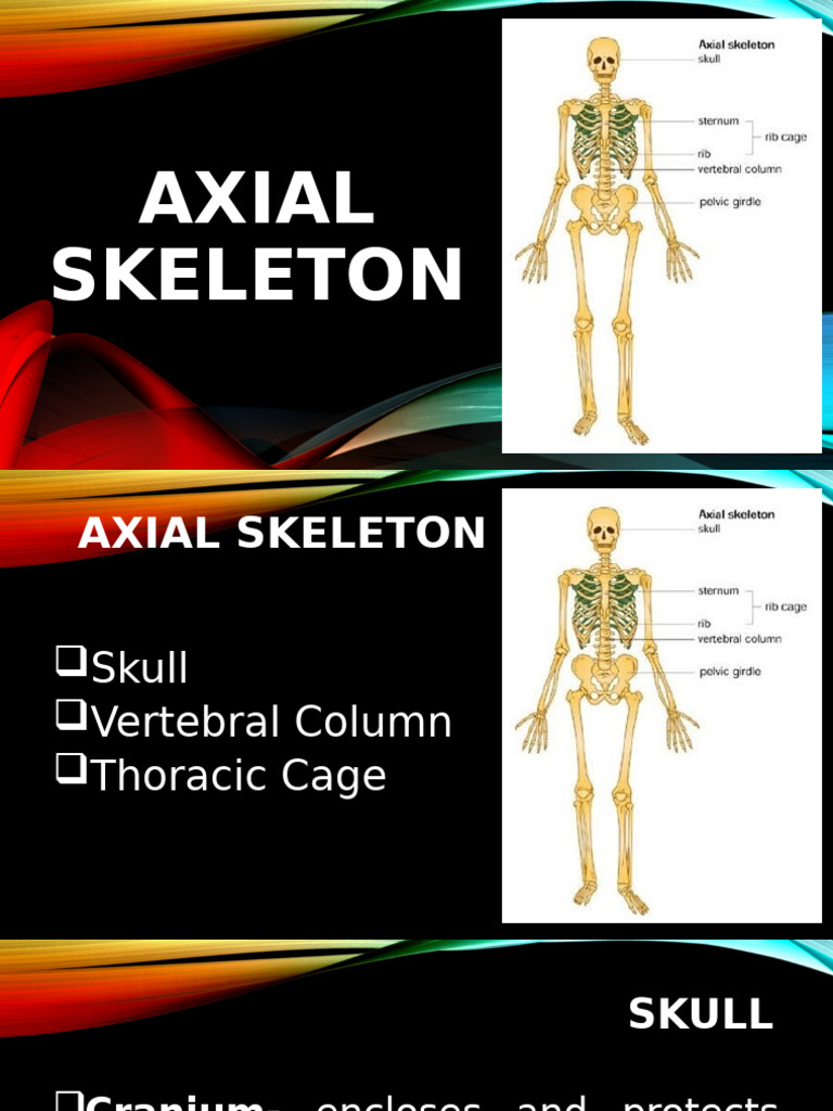 Week 5 Skeletal System Lab | PDF | Vertebral Column | Skull