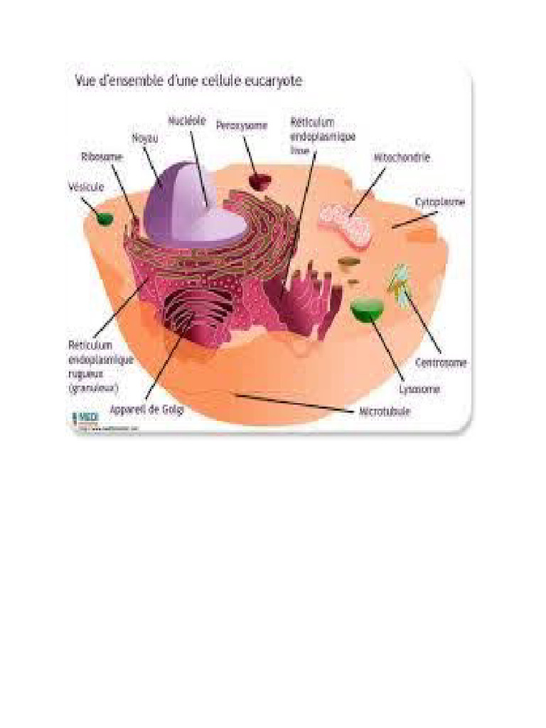 Schema Bio Celluaire Part 5 2025 | PDF