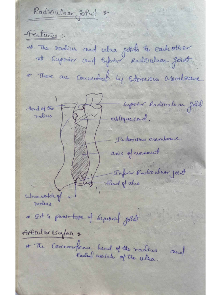 Radioulnar Joint Notes | PDF