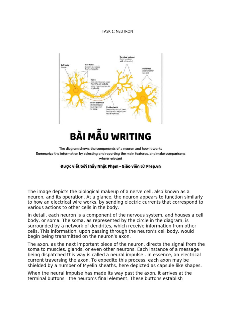 Neuron Structure and Function Explained | PDF