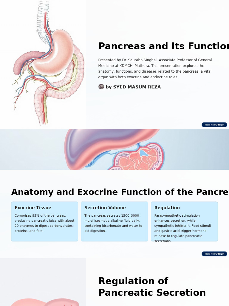 Pancreatic Alpha Cell Functions Explained | PDF | Pancreas | Digestion