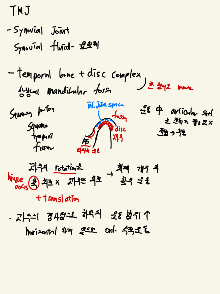 TMJ (Temporomandibular Joint, 측두하악관절) 정리 | PDF