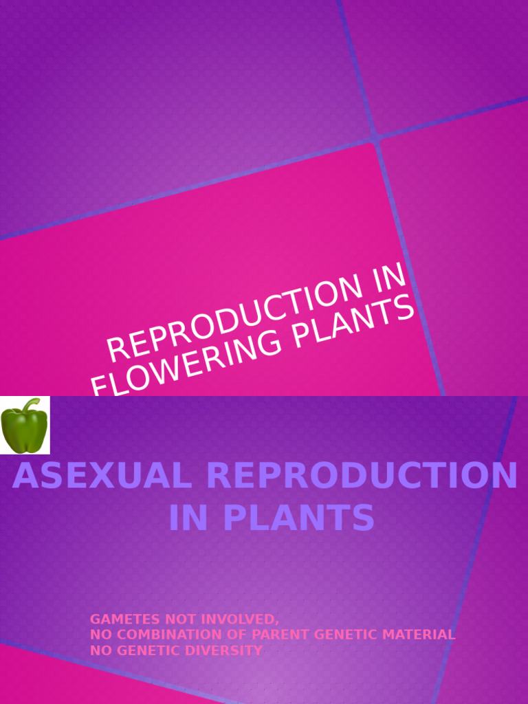 2024 Reproduction in Plants Full Info | PDF | Flowers | Pollination