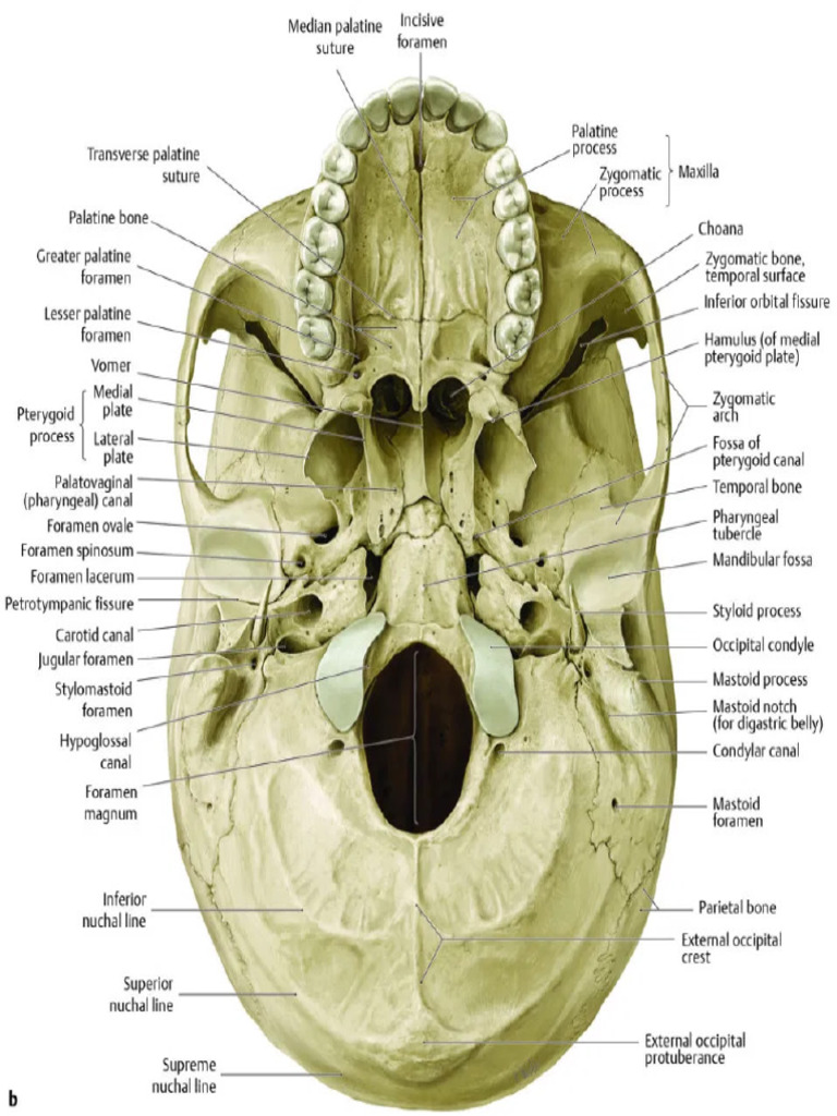 Skull Inferior View | PDF