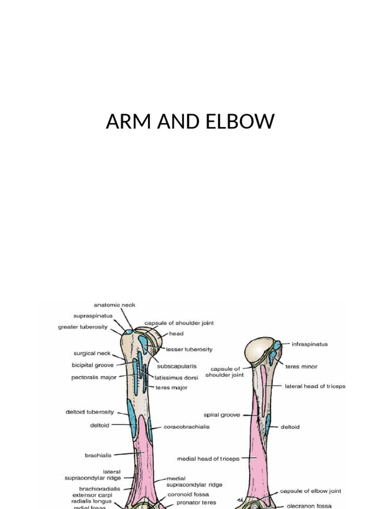 ELBOW Joint and Cubital Fossa 2025 | PDF