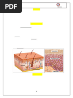 Skin Layers Diagram for Students | PDF