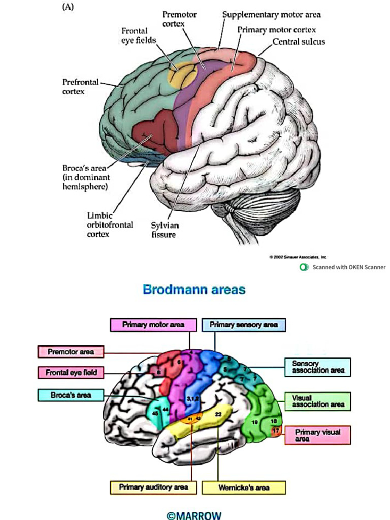 Brain Pics | PDF