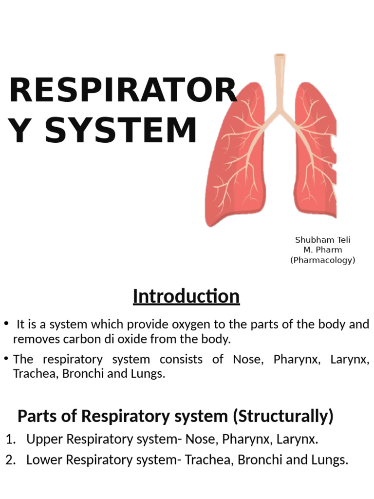 Overview of the Respiratory System | PDF | Respiratory Tract | Exhalation