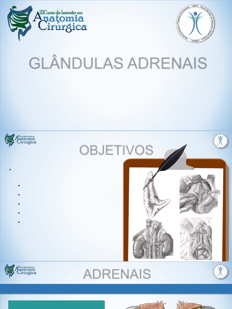 Adrenais Anatomia Técnica Cirúrgica | PDF | Glândula suprarrenal | Rim