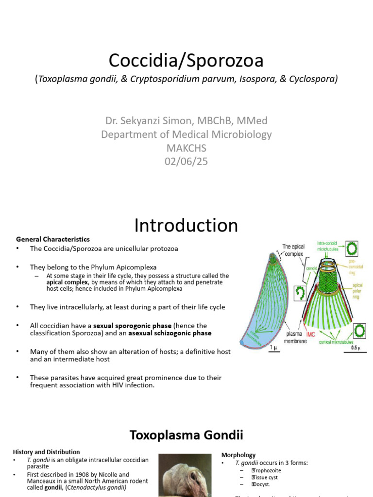 Coccidia (Sporozoa) MakCHS - 2nd June 2025 | PDF | Medical Specialties
