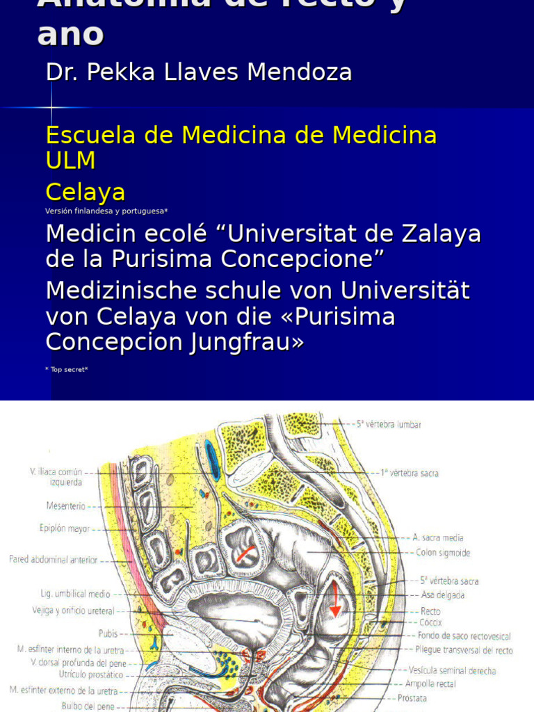 Anatomía del Recto y Ano: Guía Completa | PDF